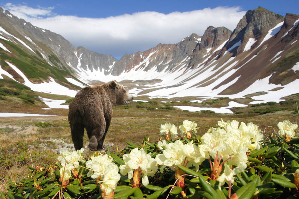 Land of bears and volcanoes - Tour - Kamchatka
